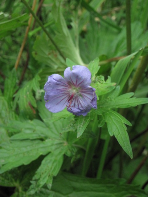 Alaska Trip: Day 47 and 48 Valdez to Kenny Lake/McCarthy Road - 95 Miles